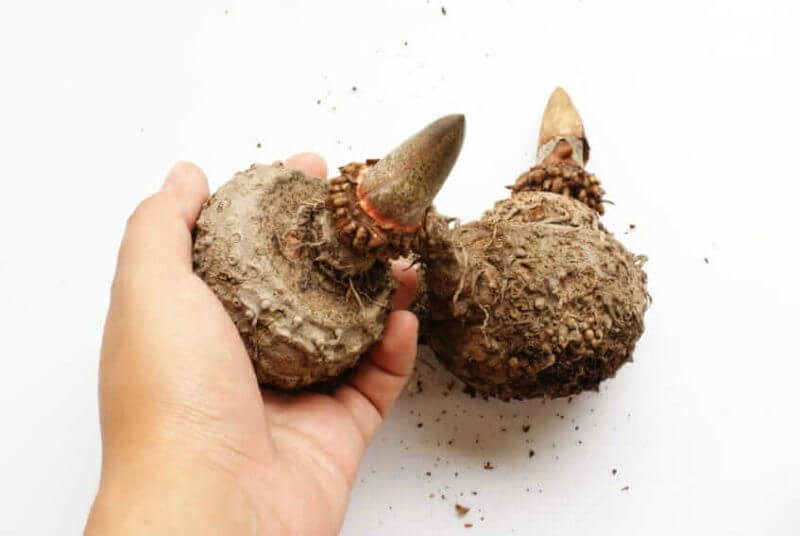 Facial Konjac Sponge - Pure