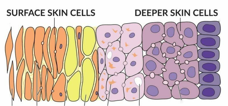 The Ultimate Guide to Nourishing Dry Skin with Natural Skincare